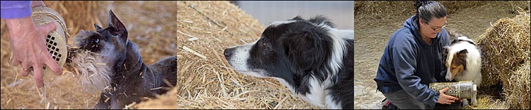 BARN HUNT – CentralK9.com